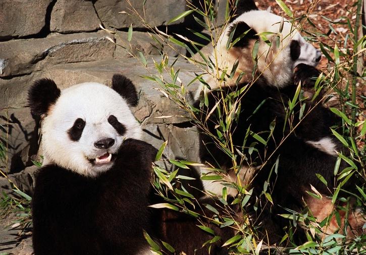 Explained: Study Revealed That Pandas Never Developed A Thumb, It's ...