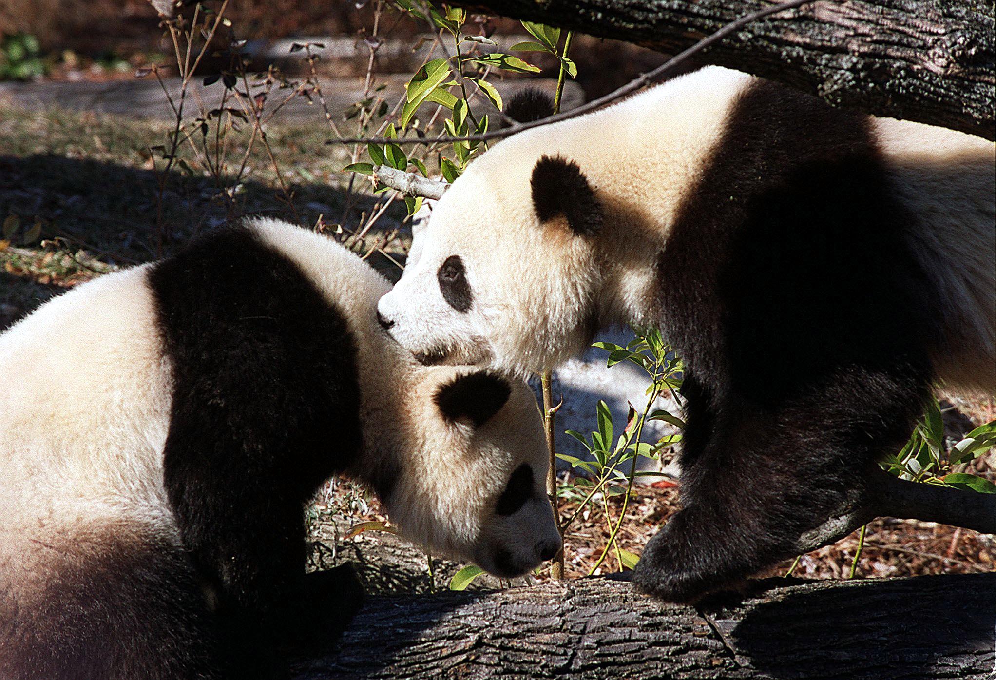 Explained: Study Revealed That Pandas Never Developed A Thumb, It's ...