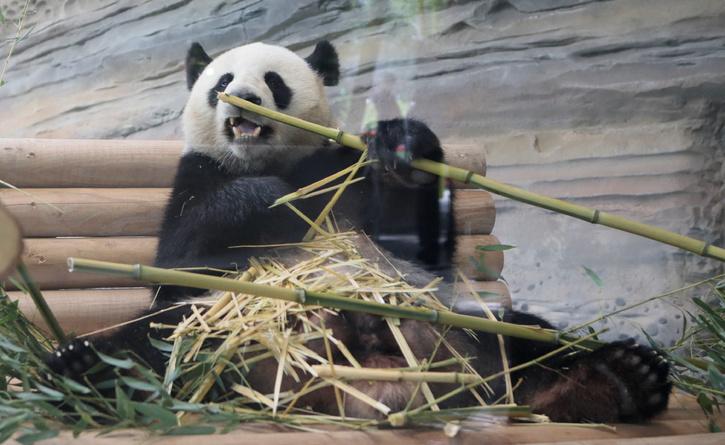 Explained: Study Revealed That Pandas Never Developed A Thumb, It's ...