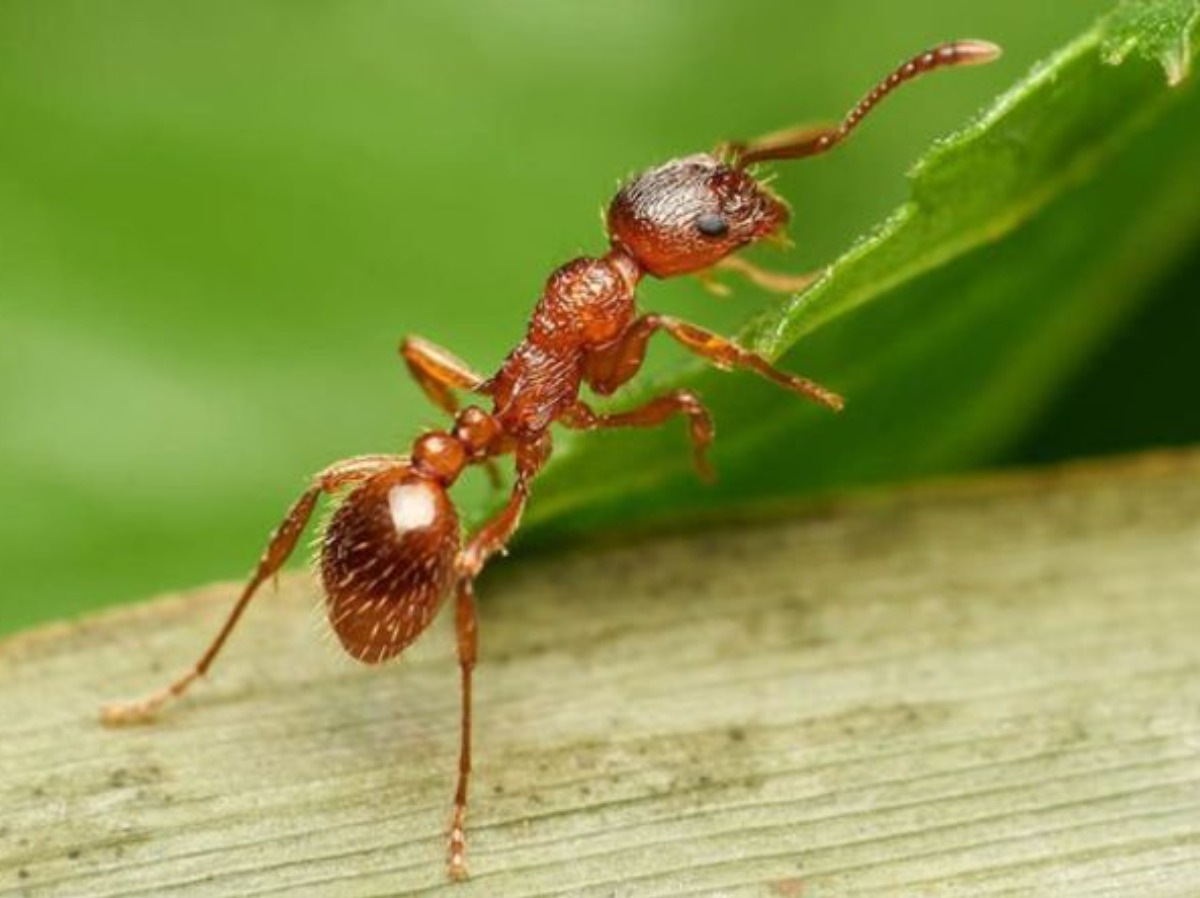 अजीब है लेकिन लजीज़ है! ओडिशा में खाई जाने वाली लाल चींटी की चटनी जिसे ...