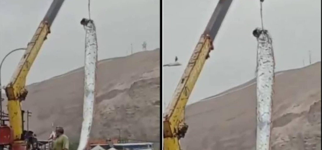 Fishermen Catch 16-Feet-Long Fish, Call It Bad Omen