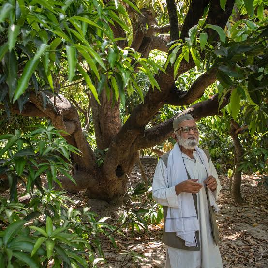 Meet India’s Mango Man, Whose 120-Year-Old Mango Tree Produces Over 300 ...