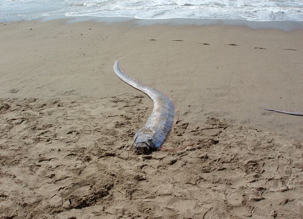 'Bad Omen' Oarfish Found A Second Time In Mexico