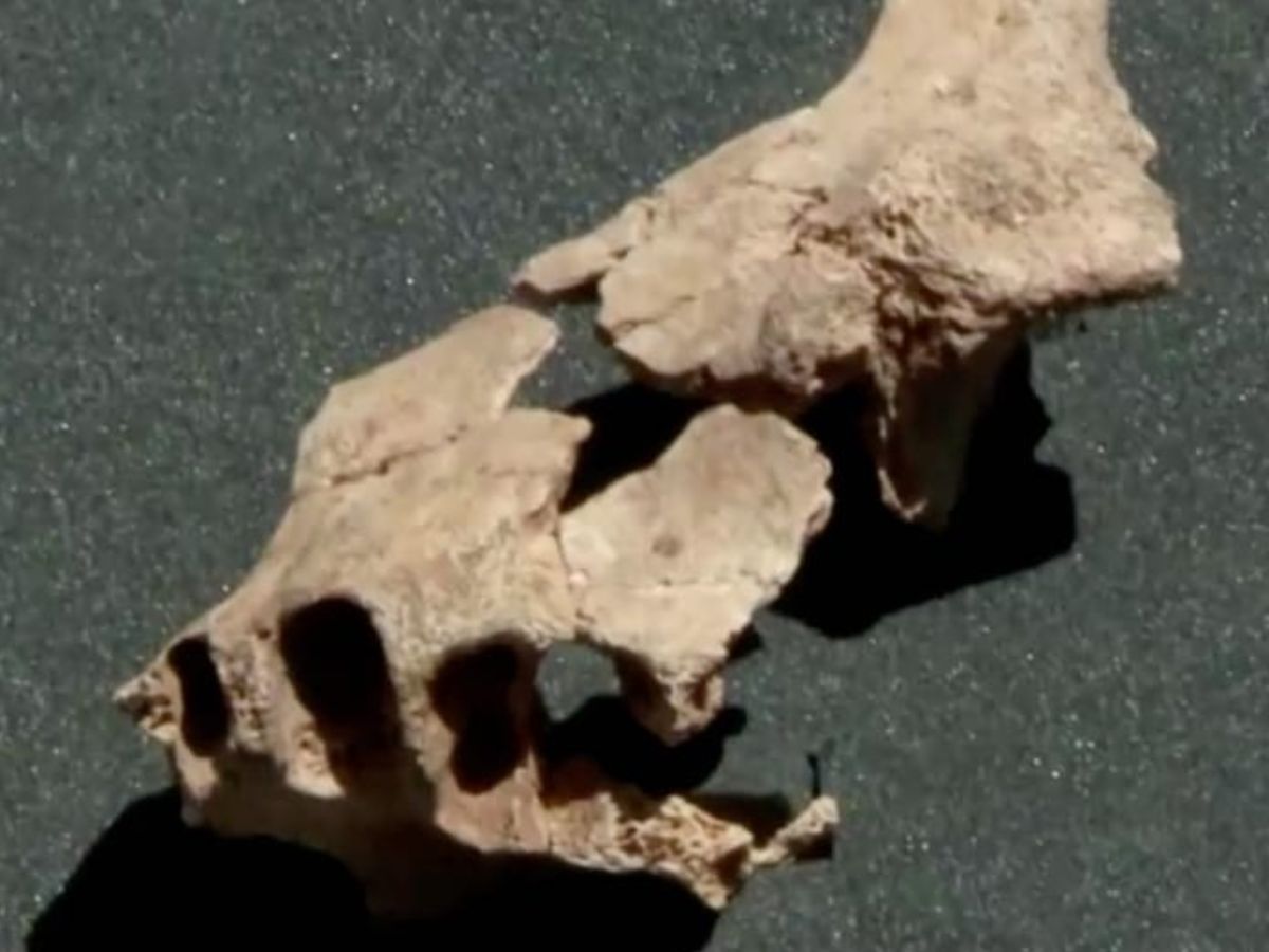 Oldest Skull Discovered In Europe Is A 1.4 Million-Years-Old Fossilised ...