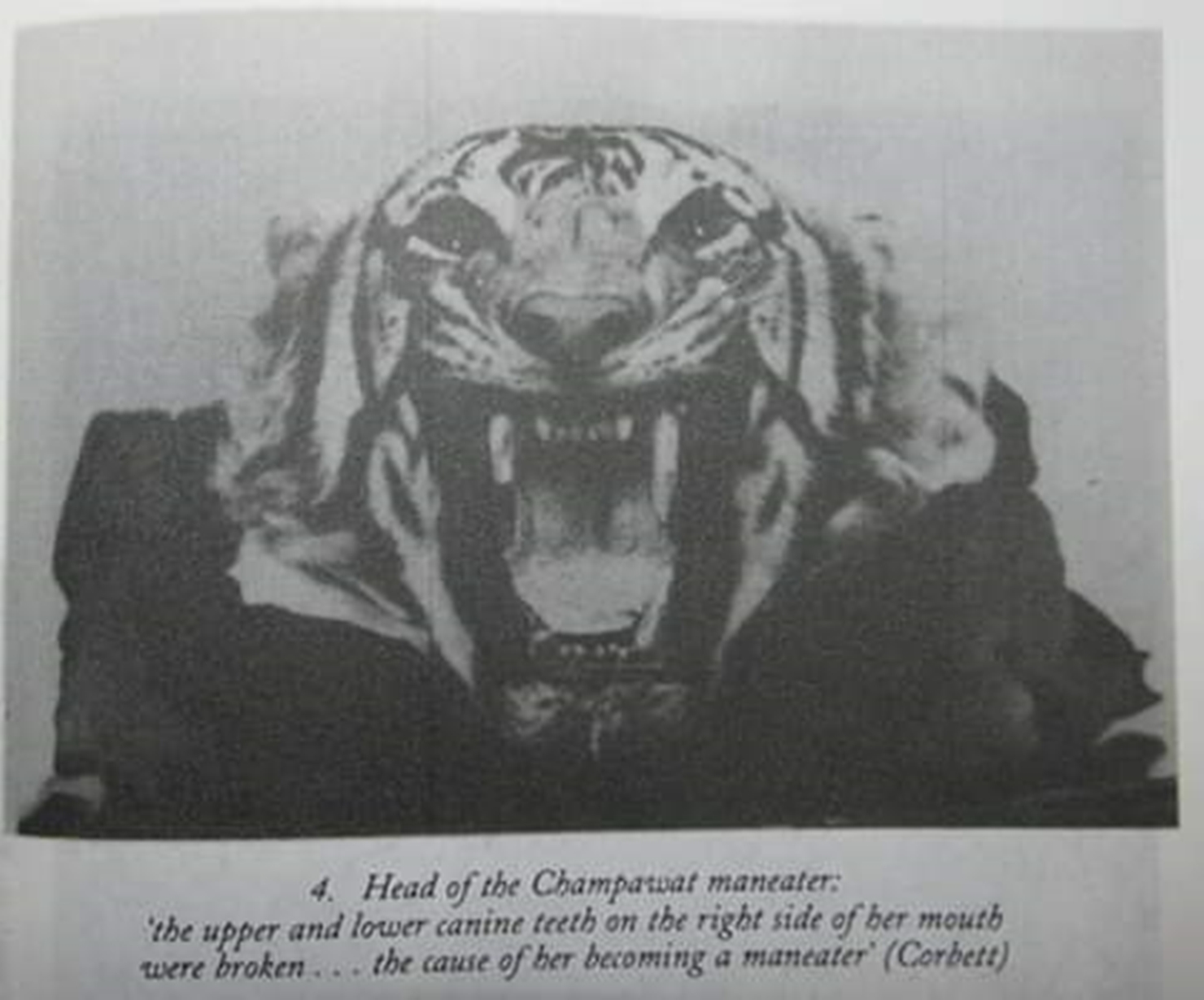 The Story Of Champawat Maneater, An Injured Tigress That Went On To ...