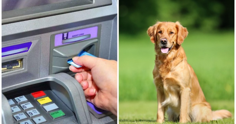 पूरी तैयारी के साथ ATM लूटने आए थे चोर, कुत्ते ने फेल कर दिया प्लान ...