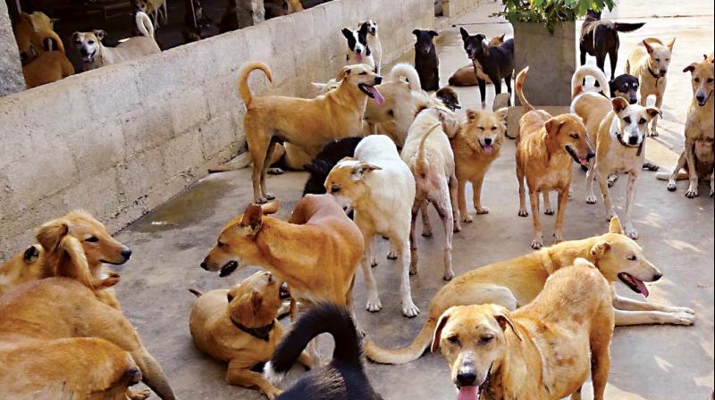 Bengaluru Will Be Free Of Stray Dogs Soon, Says Karnataka Govt Amid ...