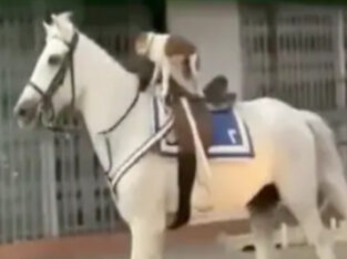 Dog Rides A Horse By Itself In Viral Video
