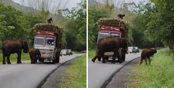 Elephants Block Sugarcane Truck, Let It Pass After Being Offered Some
