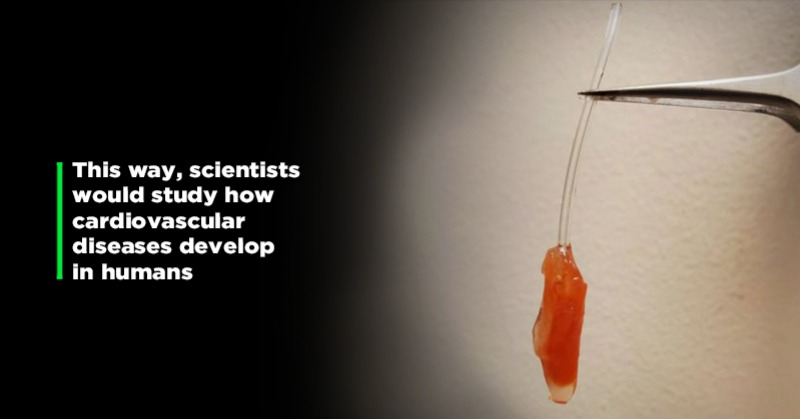 Scientists Grew A Piece Of The Human Heart In A Lab, And It Beats ...