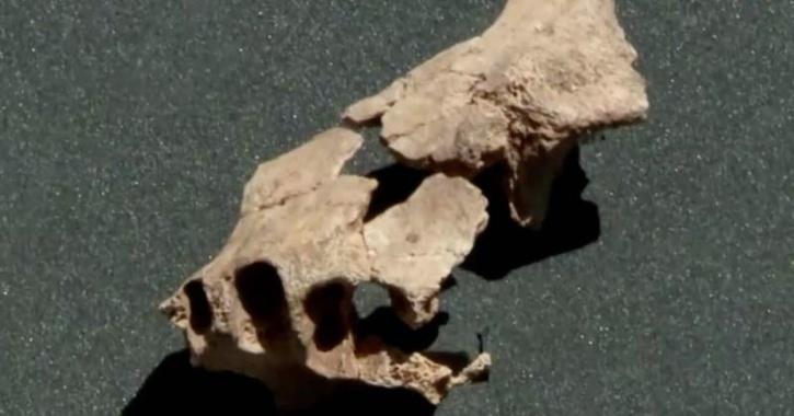 Oldest Skull Discovered In Europe Is A 1.4 Million-Years-Old Fossilised ...