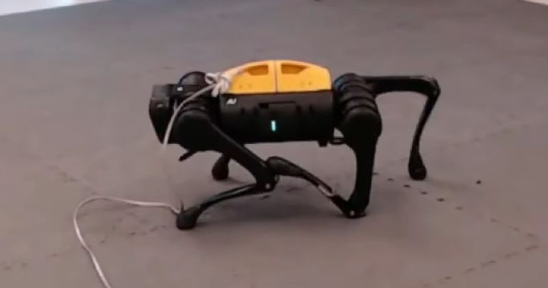 This Robot Dog Taught Itself How To Walk Without Any Assistance