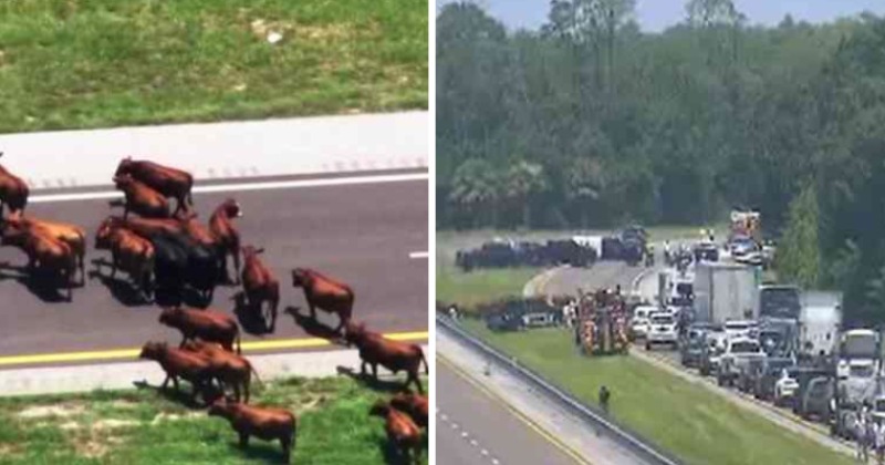 Herd Of Escaped Cows Causes Huge Traffic Jam On US Highway