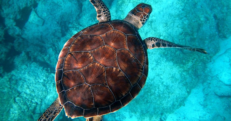 30 Endangered Green Sea Turtles Found With 'Bleeding' Neck Wounds In Japan