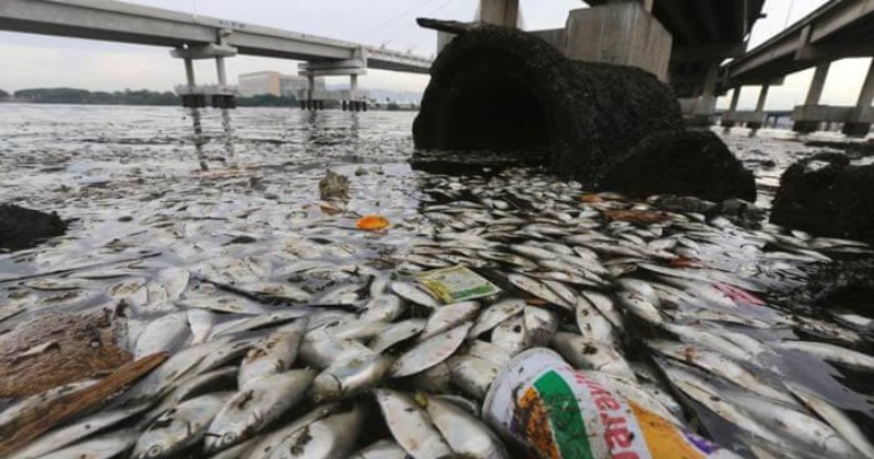 Thousands Of Dead Fish Pile Up At US Beach, Unbearable Stench Forces ...