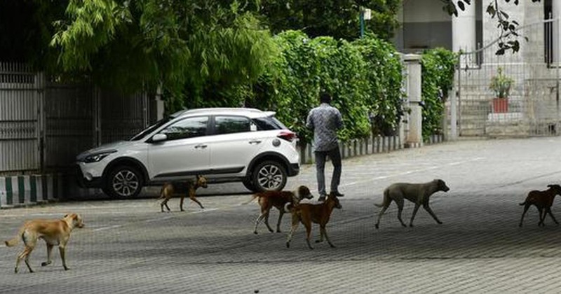 Bengaluru Will Be Free Of Stray Dogs Soon, Says Karnataka Govt Amid ...