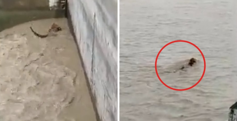 UP: Tiger Miraculously Survives Strong River Current