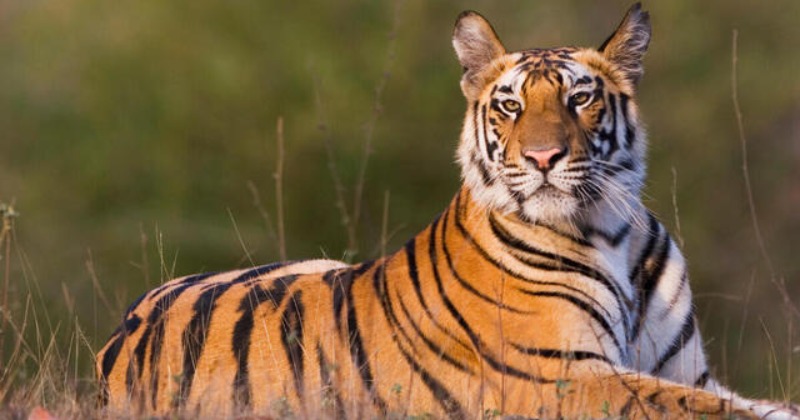 ‘Tiger State’ Madhya Pradesh Records 27 Deaths In 2022, Highest Among ...