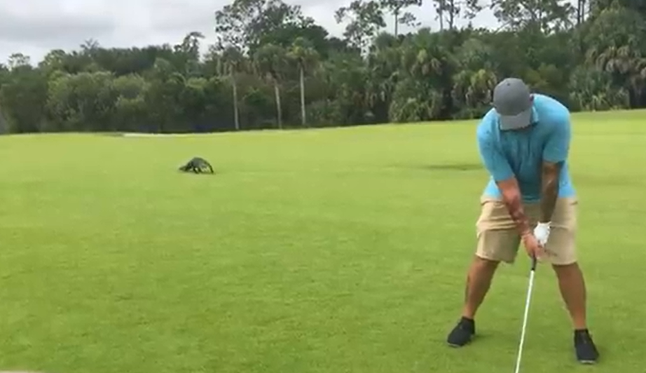 Florida Man Plays Golf As Alligator Approaches From Behind