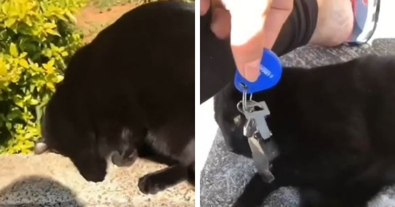 Cat Helps Human Retrieve Keys From A Hole
