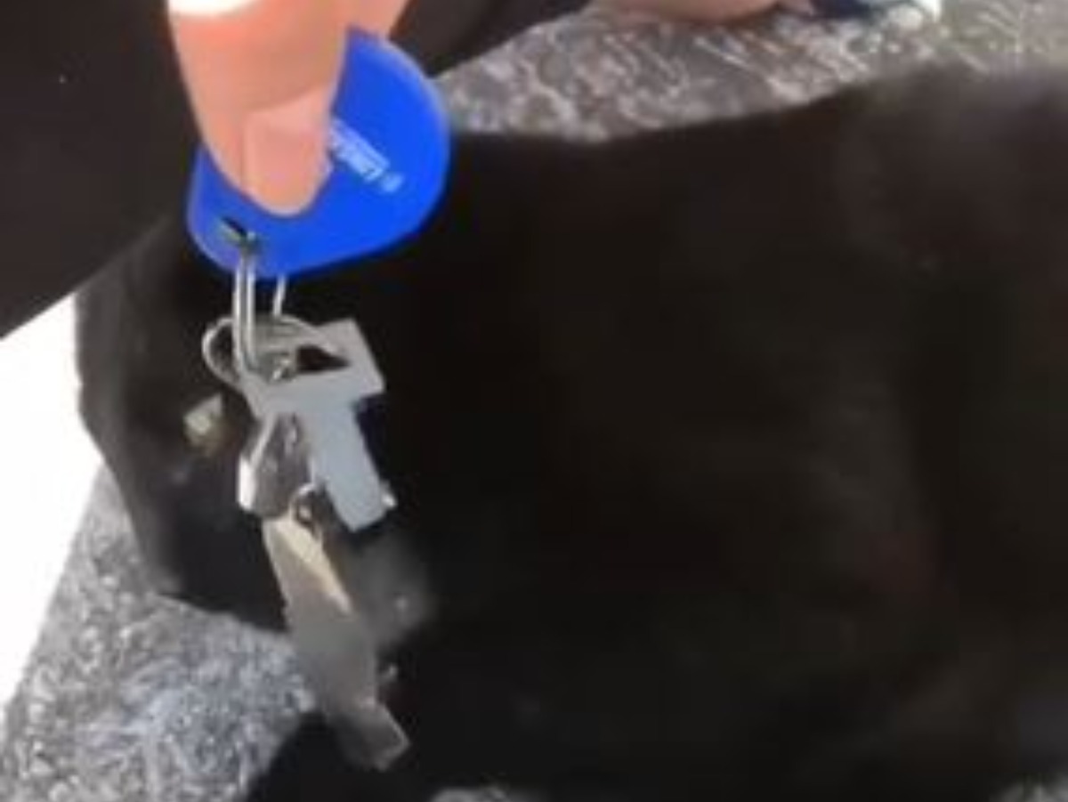 Cat Helps Human Retrieve Keys From A Hole
