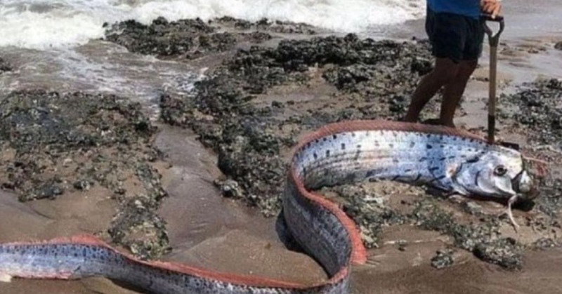 16-Foot Fish Caught In Chile