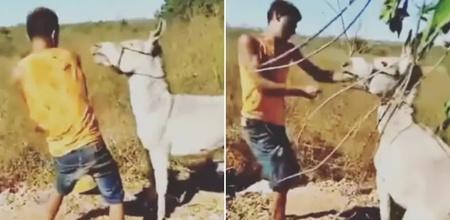 Man Kicks Donkey Then Gets Instant Karma