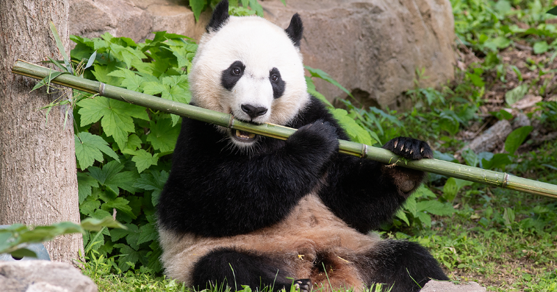 Explained: Study Revealed That Pandas Never Developed A Thumb, It's ...