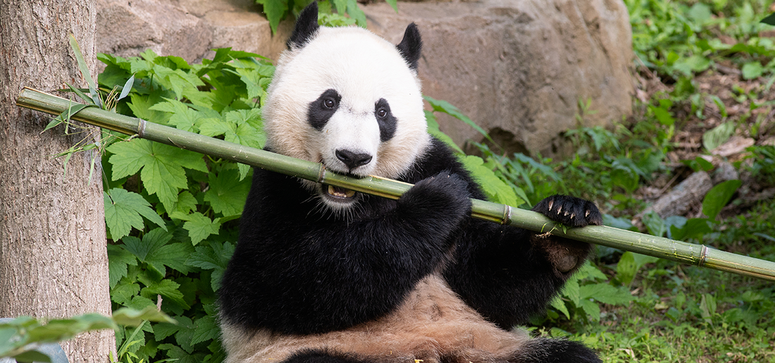 Explained: Study Revealed That Pandas Never Developed A Thumb, It's ...