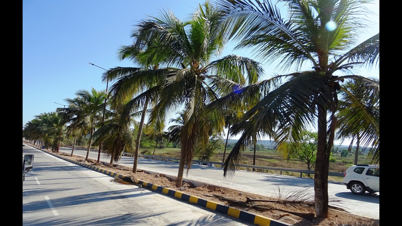 Trees Are Ruthlessly Cut Across India To Make Way For 'Development ...
