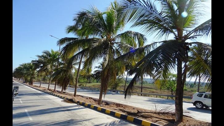 Trees Are Ruthlessly Cut Across India To Make Way For 'Development ...