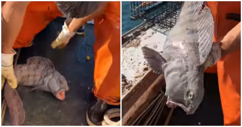 US: मछुआरों ने पकड़ी अजीबो-गरीब भेड़िए के दांत वाली मछली, कुदरत का कमाल ...