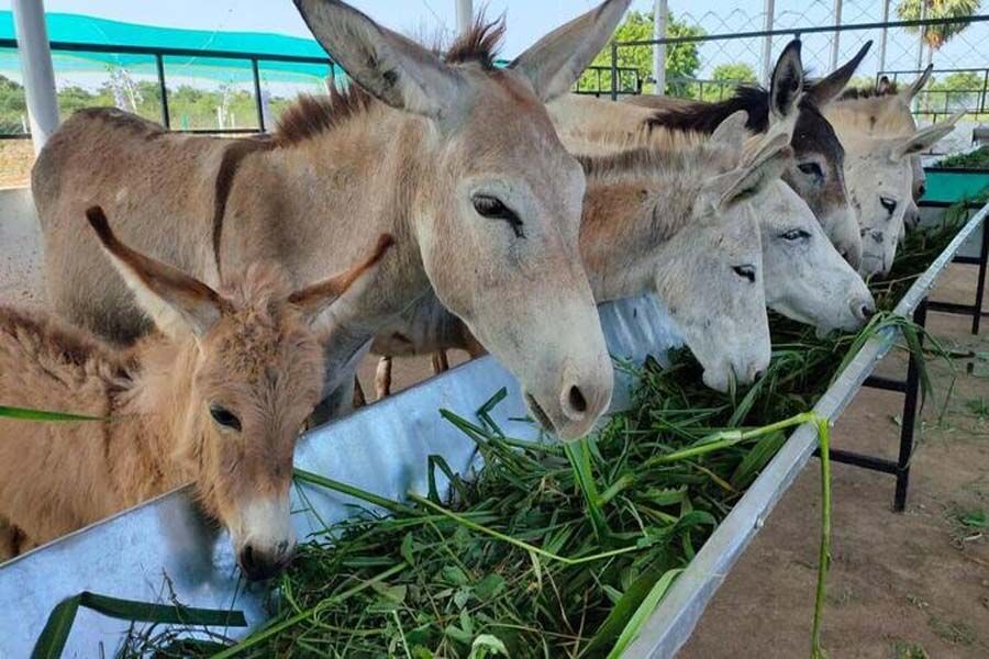 Karnataka Man Quits IT Job To Start Donkey Farm, Gets Milk Orders Worth ...