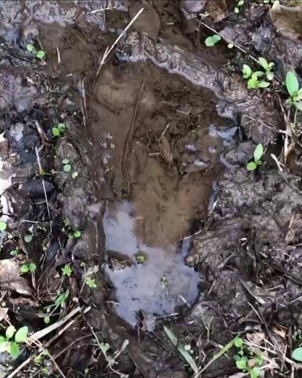 Man Finds Possible 'Bigfoot Tracks' While Hiking