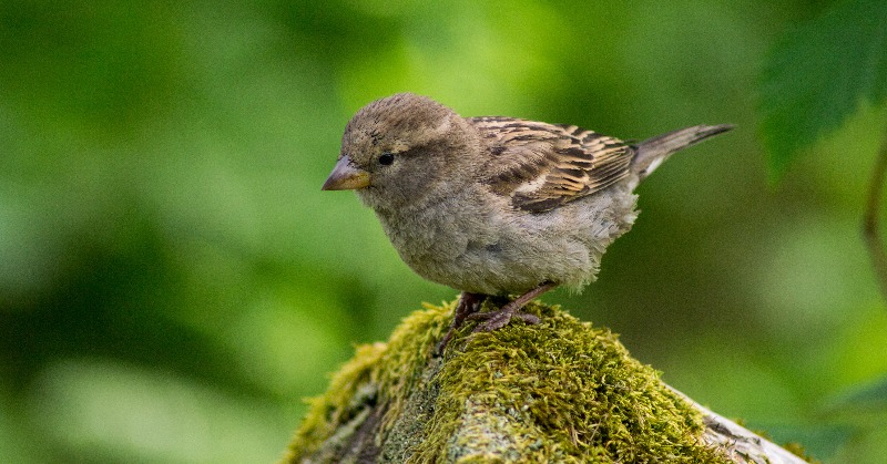 Explained: How Delhi’s First-Of-Is-Kind 'Goraiya Gram' Will Help In ...