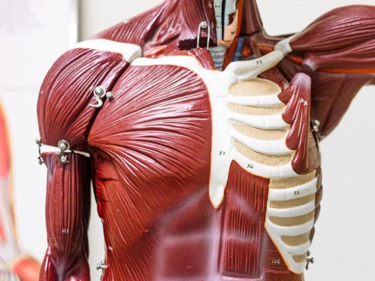 Nanostructured Fibres Capable Of Handling Heavy Weight Are Built Like ...