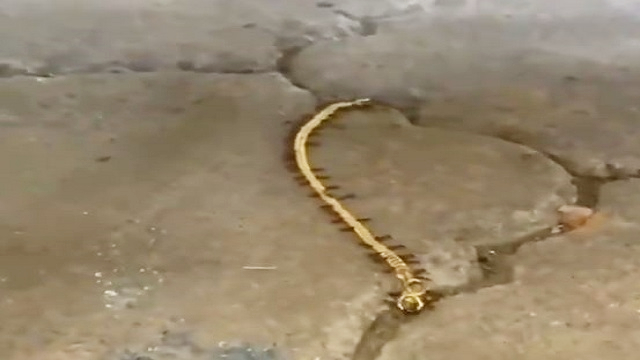 Ants Carry Gold Chain In Viral Video