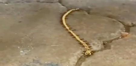 Ants Carry Gold Chain In Viral Video