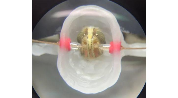 Researchers Turn Locusts Into A Freakishly Effective Cancer-Detection ...