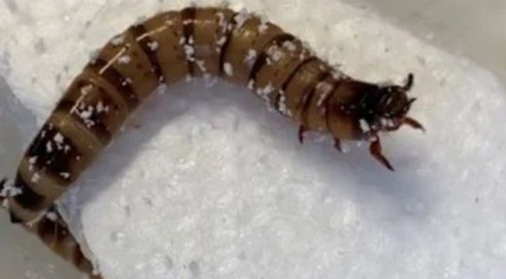 Better Recycling: These Superworms Can Digest Non-Biodegradable Styrofoam