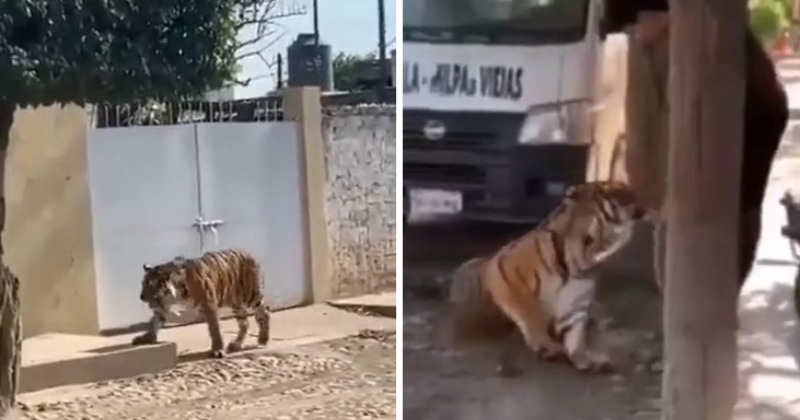 Bengal Tiger Roaming Around The Streets Of Mexico