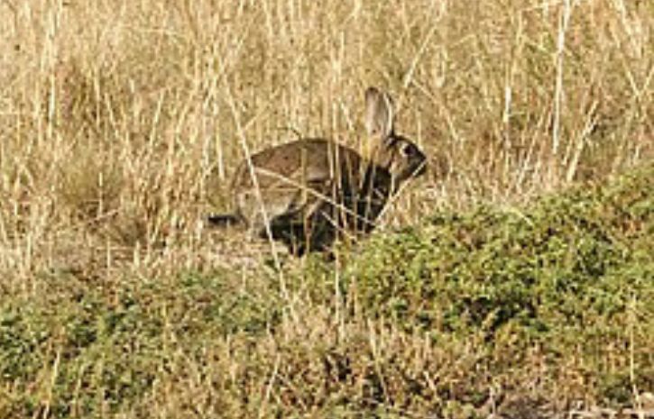 Who Are Vermins, Where Are They Placed In The Wild Life (Protection ...