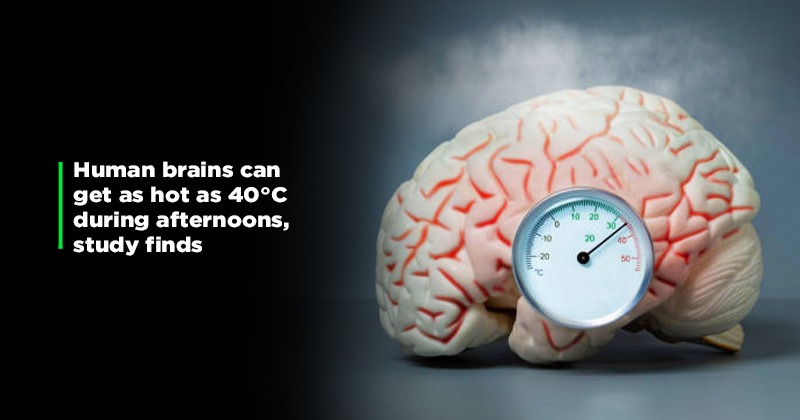 How Hot Can The Human Brain Get? Scientists Find The Answer In New Study