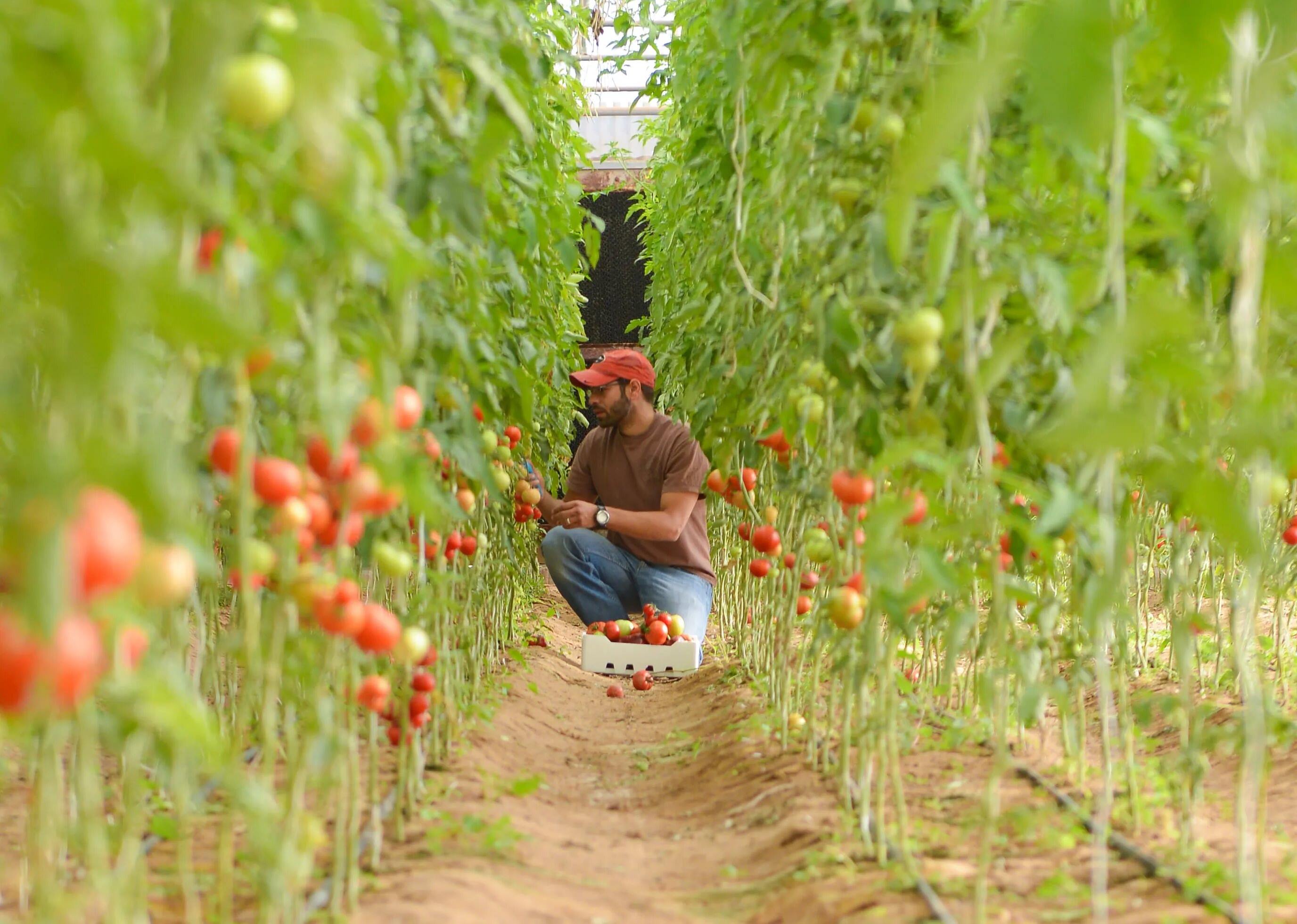 Amid Prophet Row, India To Export 192 Metric Tonnes Of Cow Dung To ...