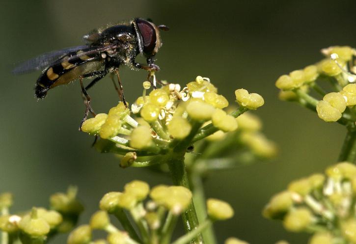 Explained: How Climate Change Is Killing Insects And Impacting The Food ...