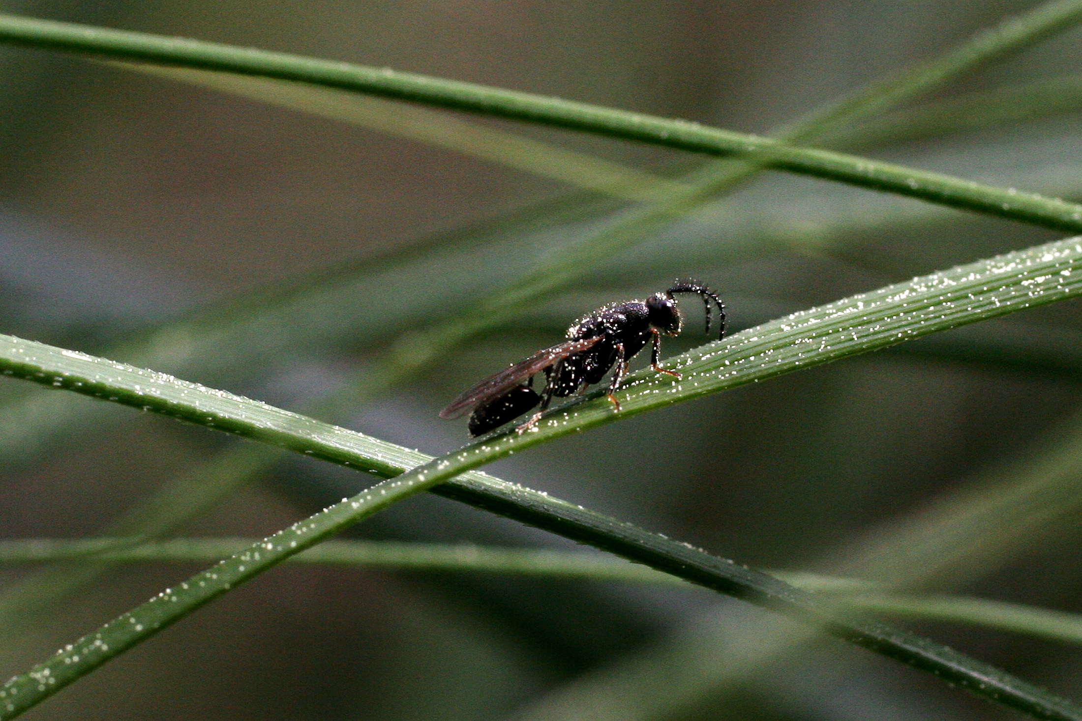 Explained: How Climate Change Is Killing Insects And Impacting The Food ...