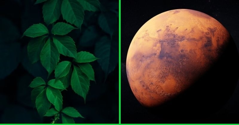 Scientists Grow Plants In The Dark, Paving Way For Growth Of Food On Mars