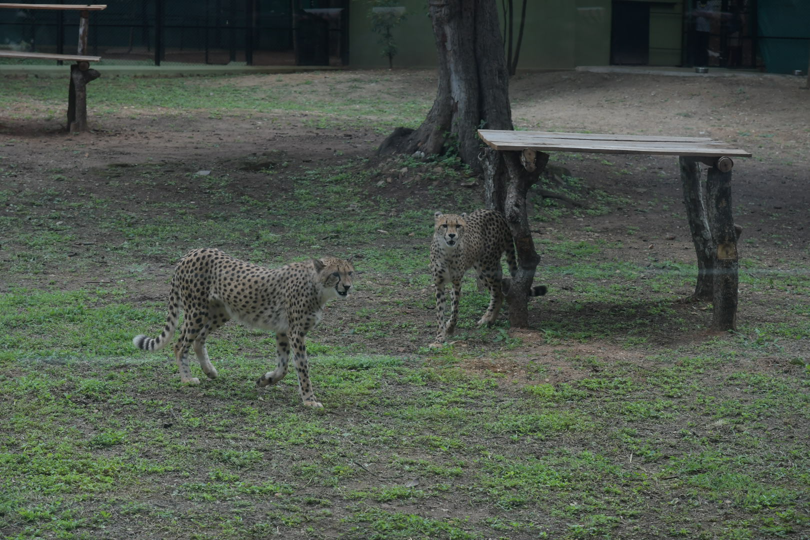 Why Cheetahs Are Being Brought Back To India After 1952