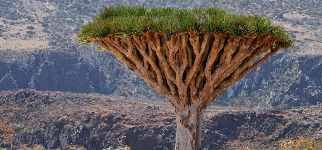 Dragon Blood Tree 'Bleeds' When You Cut It