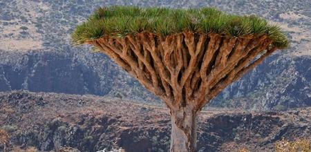 Dragon Blood Tree 'Bleeds' When You Cut It